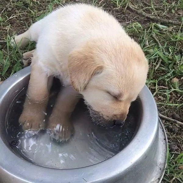 Hund og skål med vand