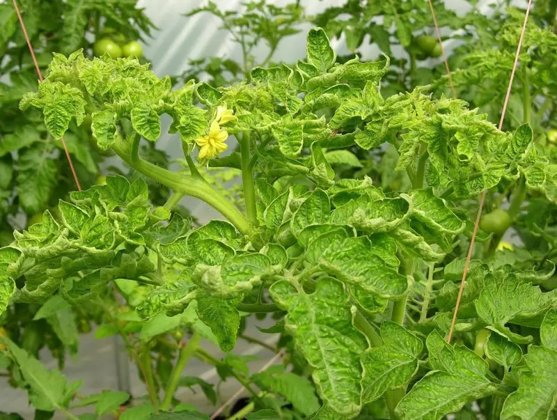 Kihara tomaatteja tomaatteja kasvihuoneessa ja avoin maaperä: Mitä tehdä