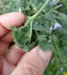 Попелиця на листках томатів