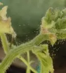 Времето кърлеж на доматените листа