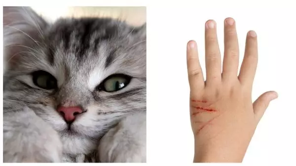 Animais en Instagram e vida real