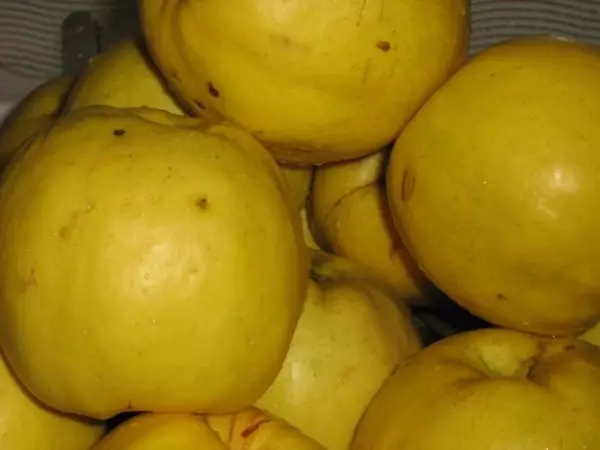 RIPE BRUITS OF QUINCE.