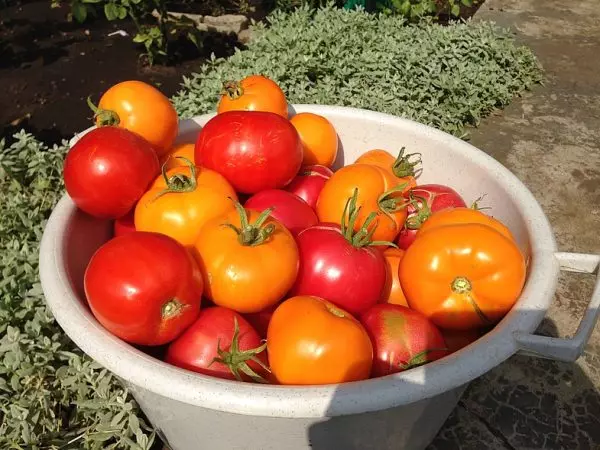 Täze pomidor