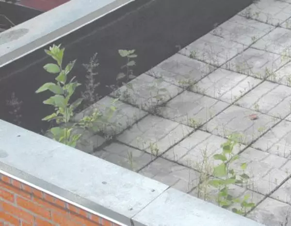 Vegetation on the roof