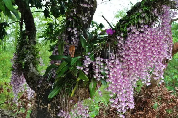 Орхидеи в природата