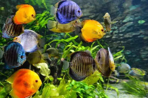 Aquarium ikan