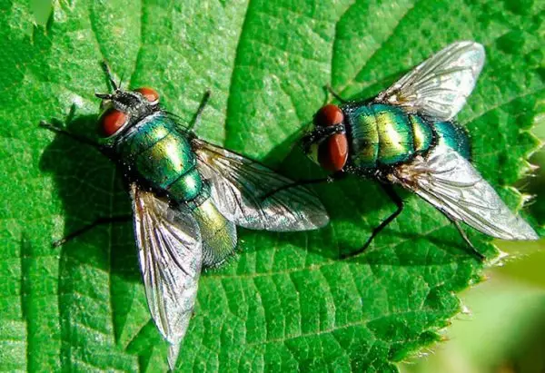 Green Fly.