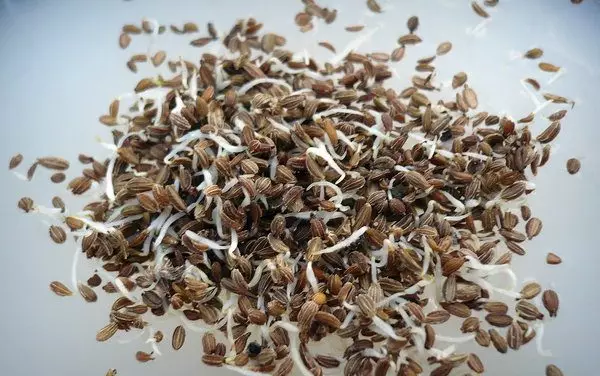 Grashed Seeds.