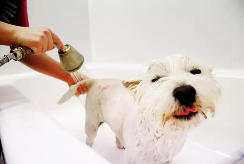 Shampoo de pulgas para cans: cando e como usar a ferramenta, unha visión xeral das marcas populares, comentarios sobre a súa eficacia