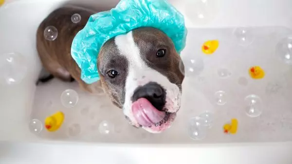 Hunden er badet
