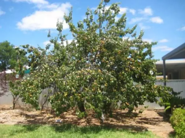 Apricot Tree.