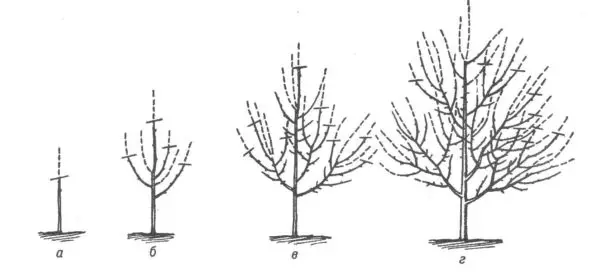 Abrikosų apdailos diagrama