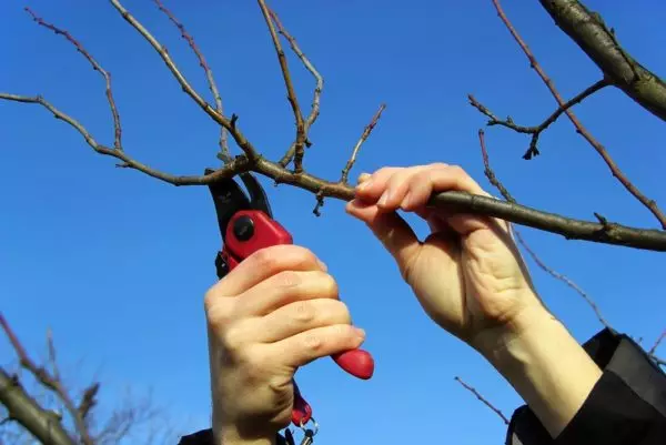 Pruning Apricot Tree.