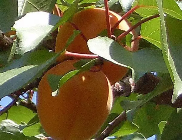 Apricot مېۋىسى شىمالغا قايتىدۇ