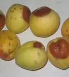 Fruit Gray Rot.