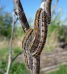 Caterpillar igitsina gore