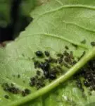 Aphid.