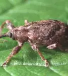 Weevil