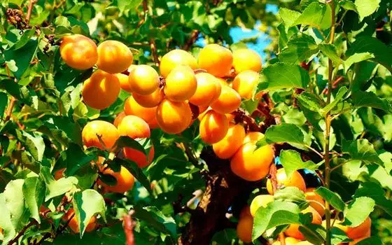 Northern Apricot Vintage Kukunda