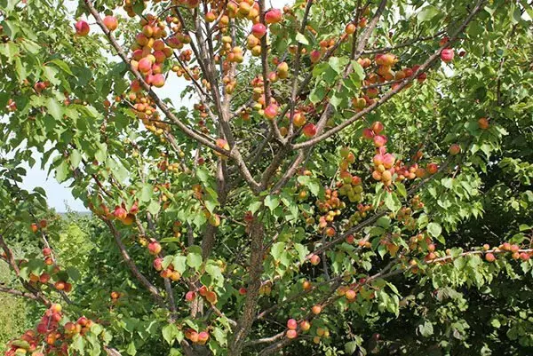 Apricot Fruit Triumph North.