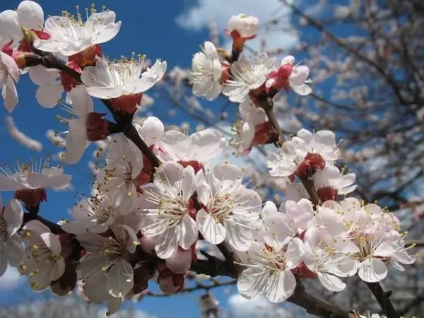 Kevirên Blooming