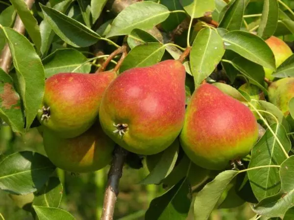 သစ်တော်သီး Favim Klapp: အသီးများ, အားနည်းချက်များ, အားနည်းချက်များ, စိုက်ပျိုးခြင်းနှင့်ထွက်ခွာခြင်း,