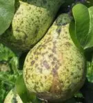 Parsh Fruits Pear