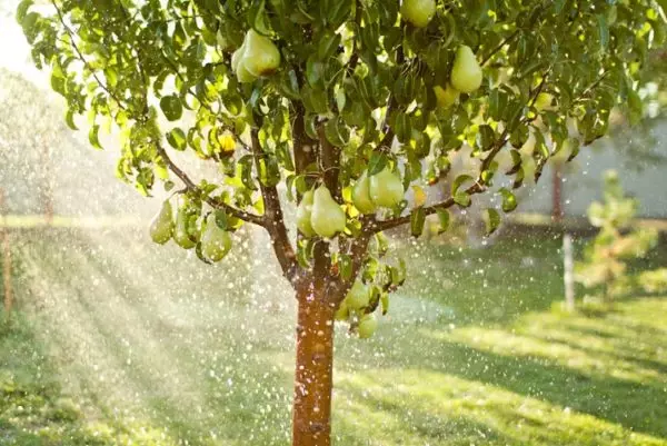 Sprinkling päron
