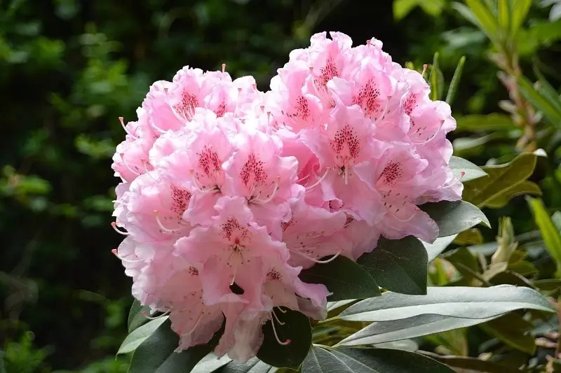 ការណែនាំលូតលាស់របស់ Rhododendron 535_2