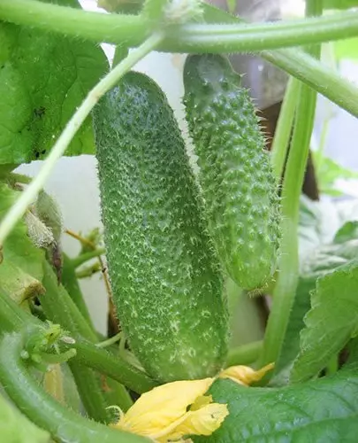 Cucumbers Coorie