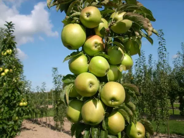 冒號的蘋果樹成績主席：品種，優缺點的描述和特徵，種植和護理的特點+照片和評論