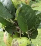 Paar Apfelbaum