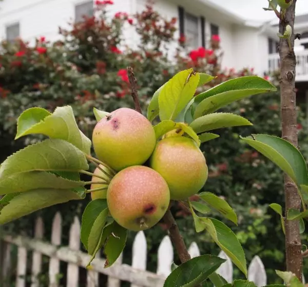 Colon'un elma ağacı