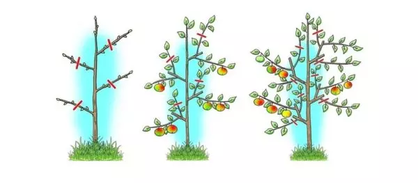 Colonum Apple树修剪图