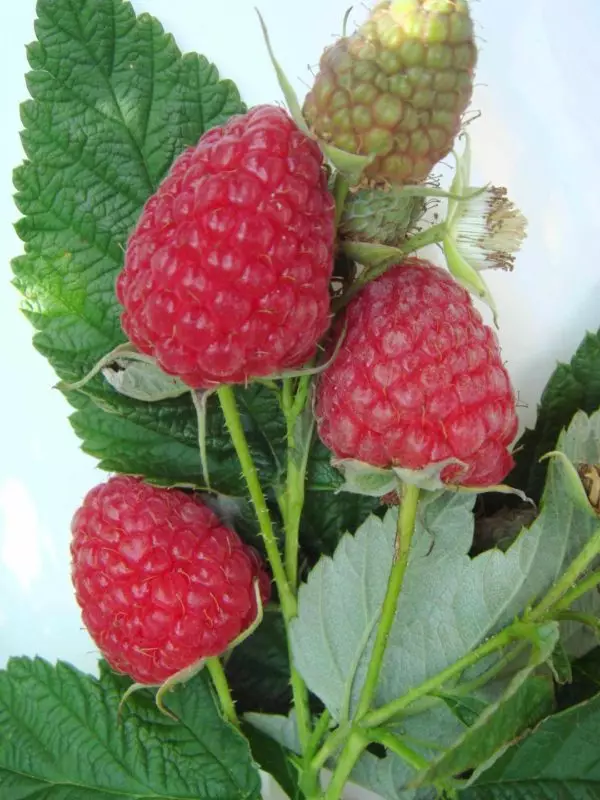 Raspberry Valina Variety: Description and Characteristics, Advantages and Disadvantages, Features of planting and care + photos and reviews