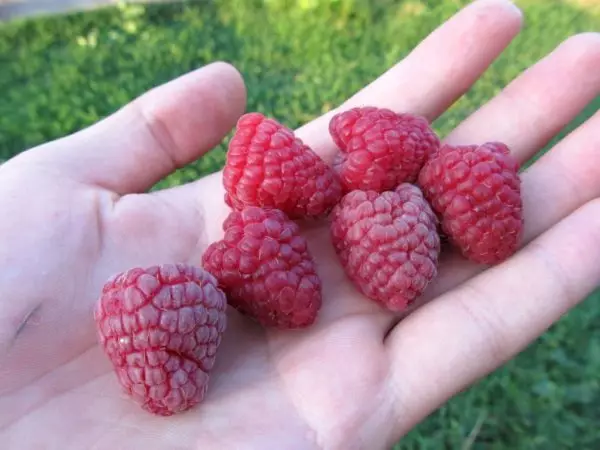 Berries Rasina Busvyvane