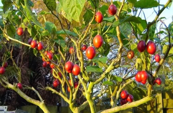 Плоди на дереві тамарілло