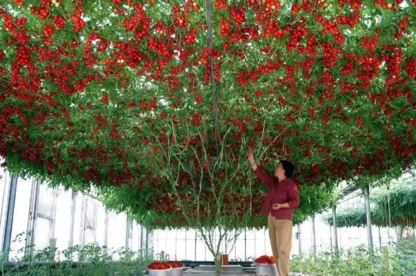 Bir domates ağacı altında kadın