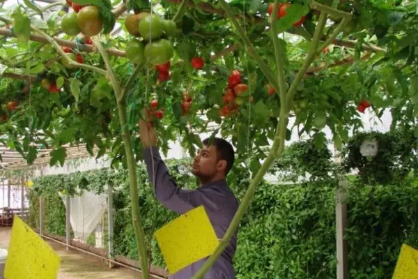 Lalaki handapeun tomat