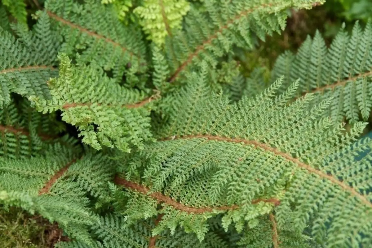 Types of ferns that will decorate the garden plot 564_2