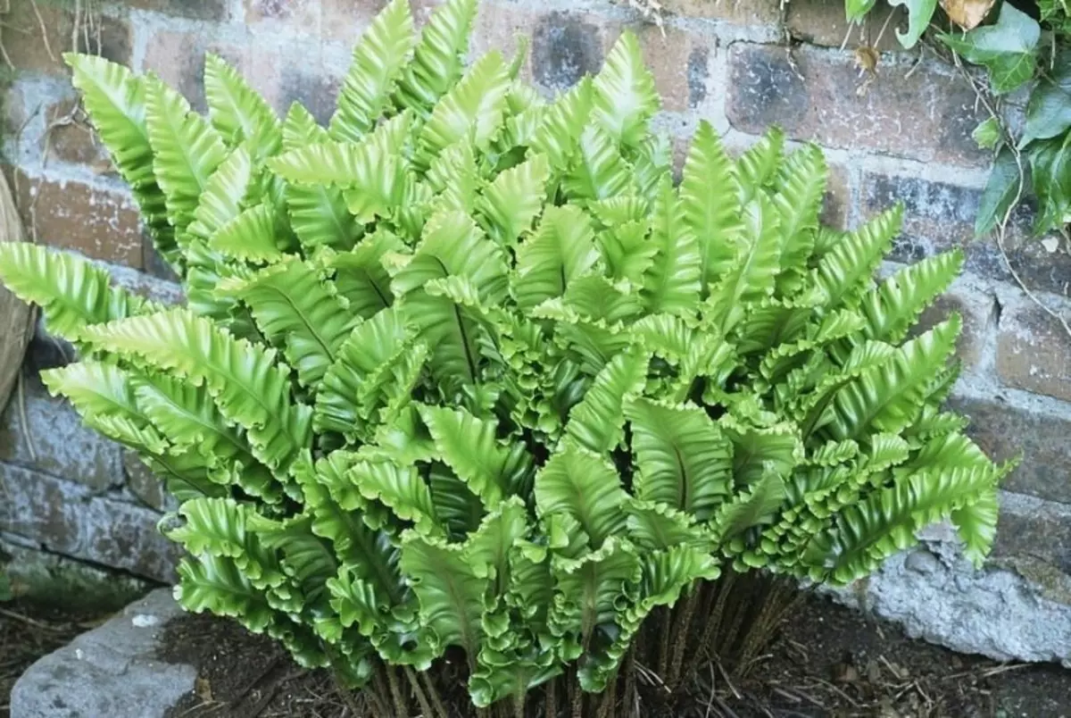 Mga matang sa ferns nga magdayandayan sa plot sa tanaman 564_4