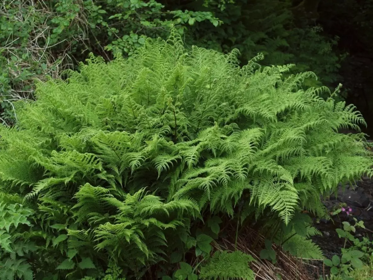 Видови на ferns кои ќе го красат паркинг за градина 564_6