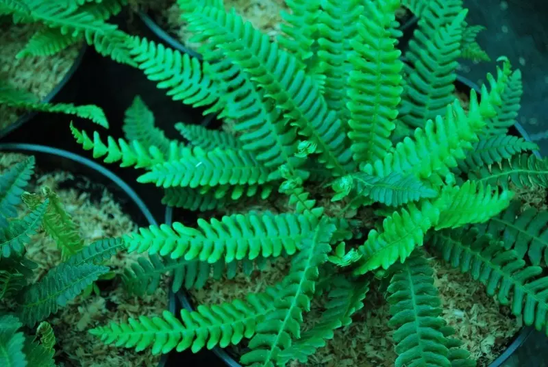 Видови на ferns кои ќе го красат паркинг за градина 564_7