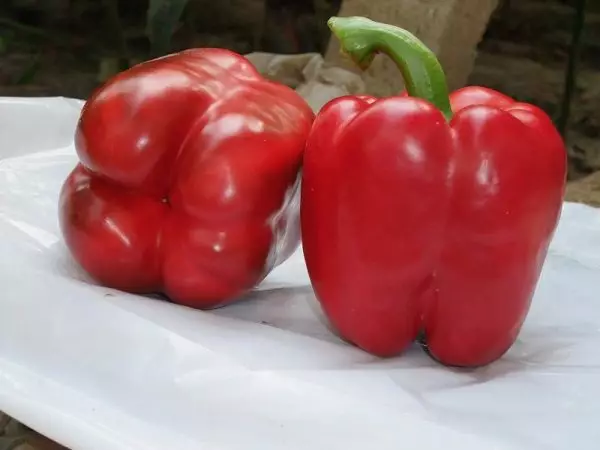 Pepper Bonè Ptah