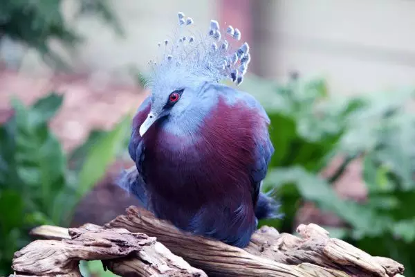 Veneerous Venedous Pigeon