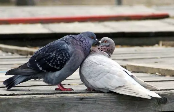 Pigeons tau hais lus dev