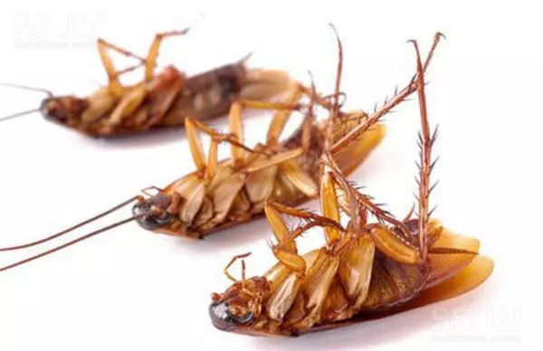 Die dood van kakkerlakke as gevolg van vergiftiging deur borselzuur