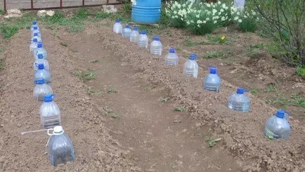 Circling with plants, covered bottles