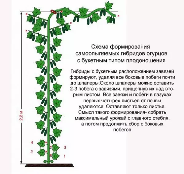 Scheme of formation of cucumbers