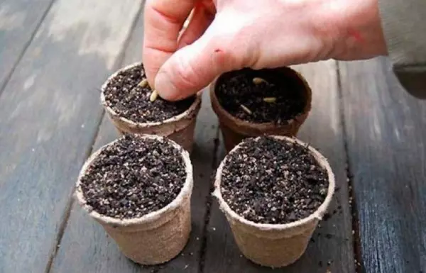 Sowing cucumber seeds in peat glasses